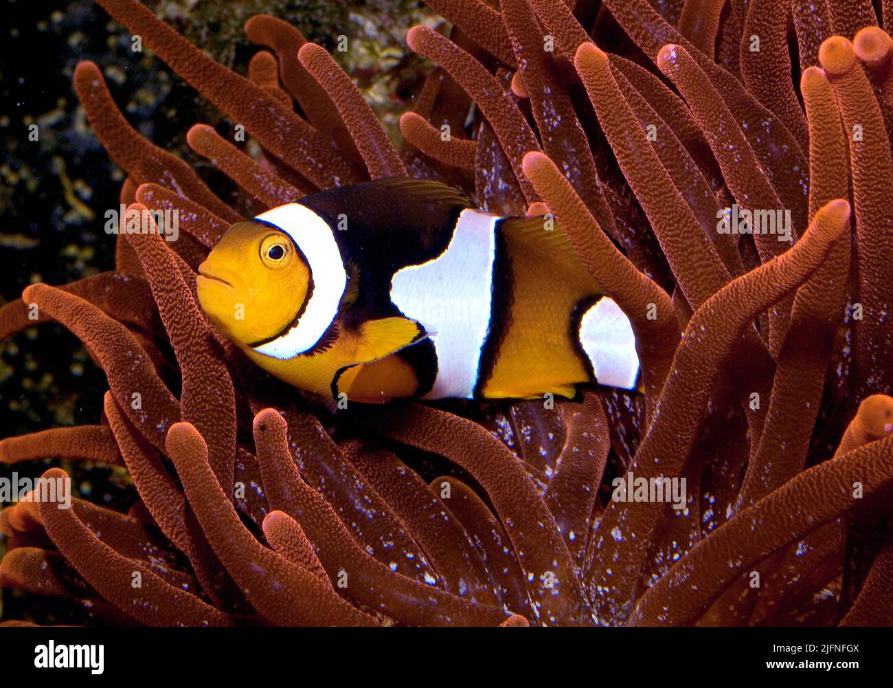 Perculaa Clownfish, Amphiprion percula Stock Photo - Alamy