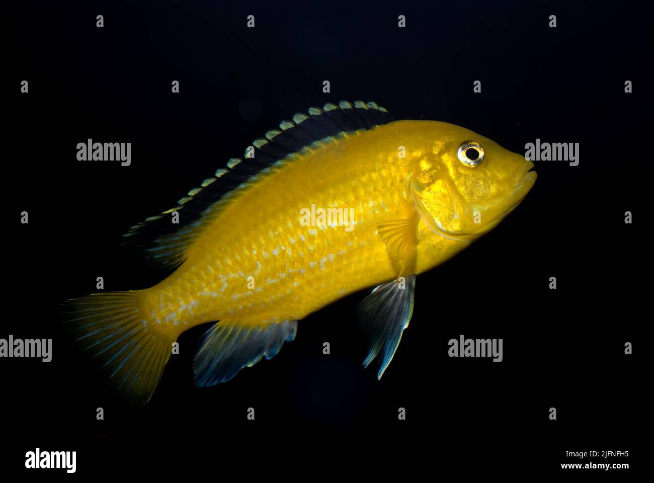 Cichlidae ciklidae cichlids mbuna malawi malawi cichlid africa a hi-res ...