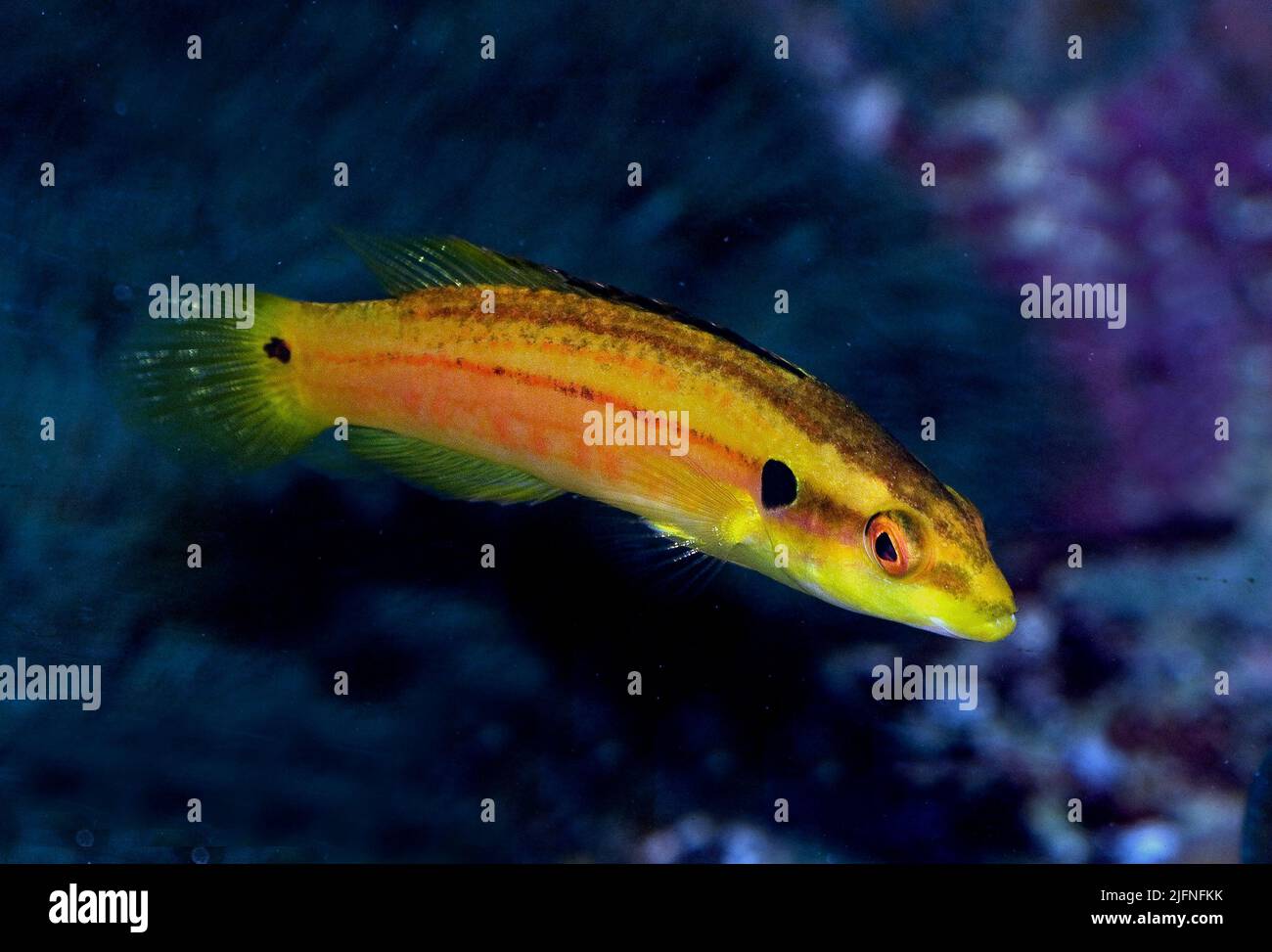 Twospot Hogfish, Bodianus bimaculatus Stock Photo - Alamy