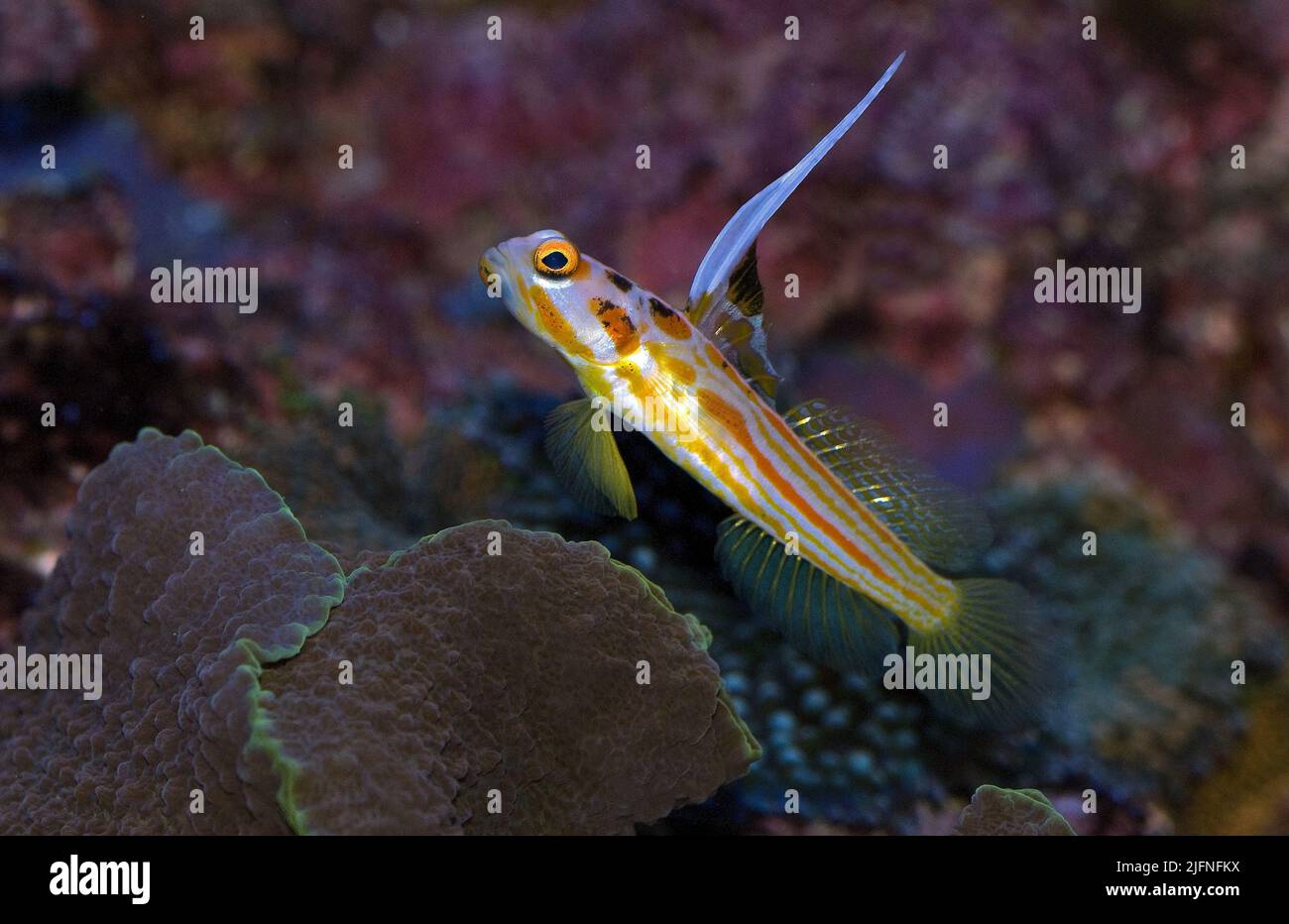 Yasha Hase Shrimp Goby, Stonogobiops yasha Stock Photo - Alamy