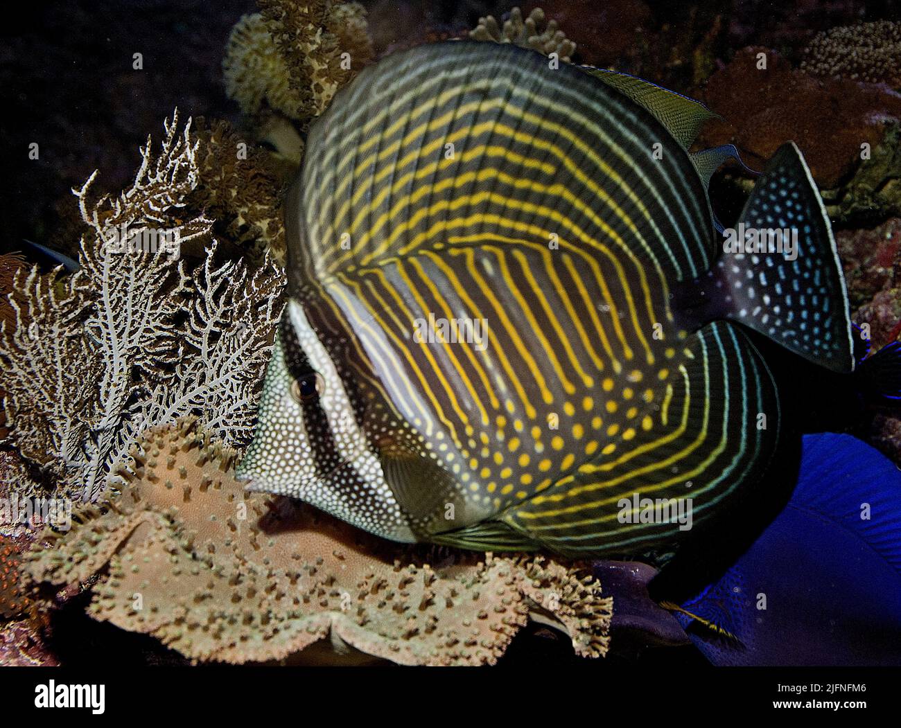 Indian Ocean Sailfin Tang, Zebrasoma desjardinii Stock Photo - Alamy