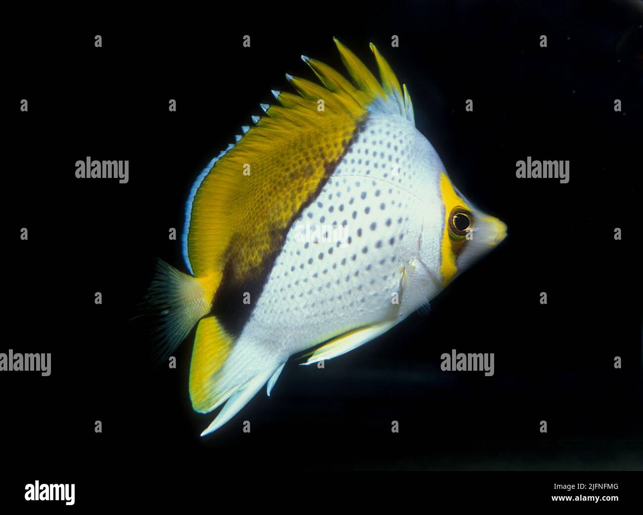 Sommerfuglfisk hi-res stock photography and images - Alamy
