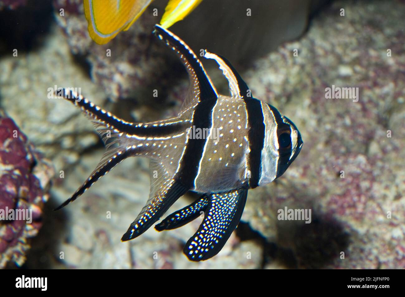 Banggai Cradinalfish, Pterapogon kauderni Stock Photo - Alamy