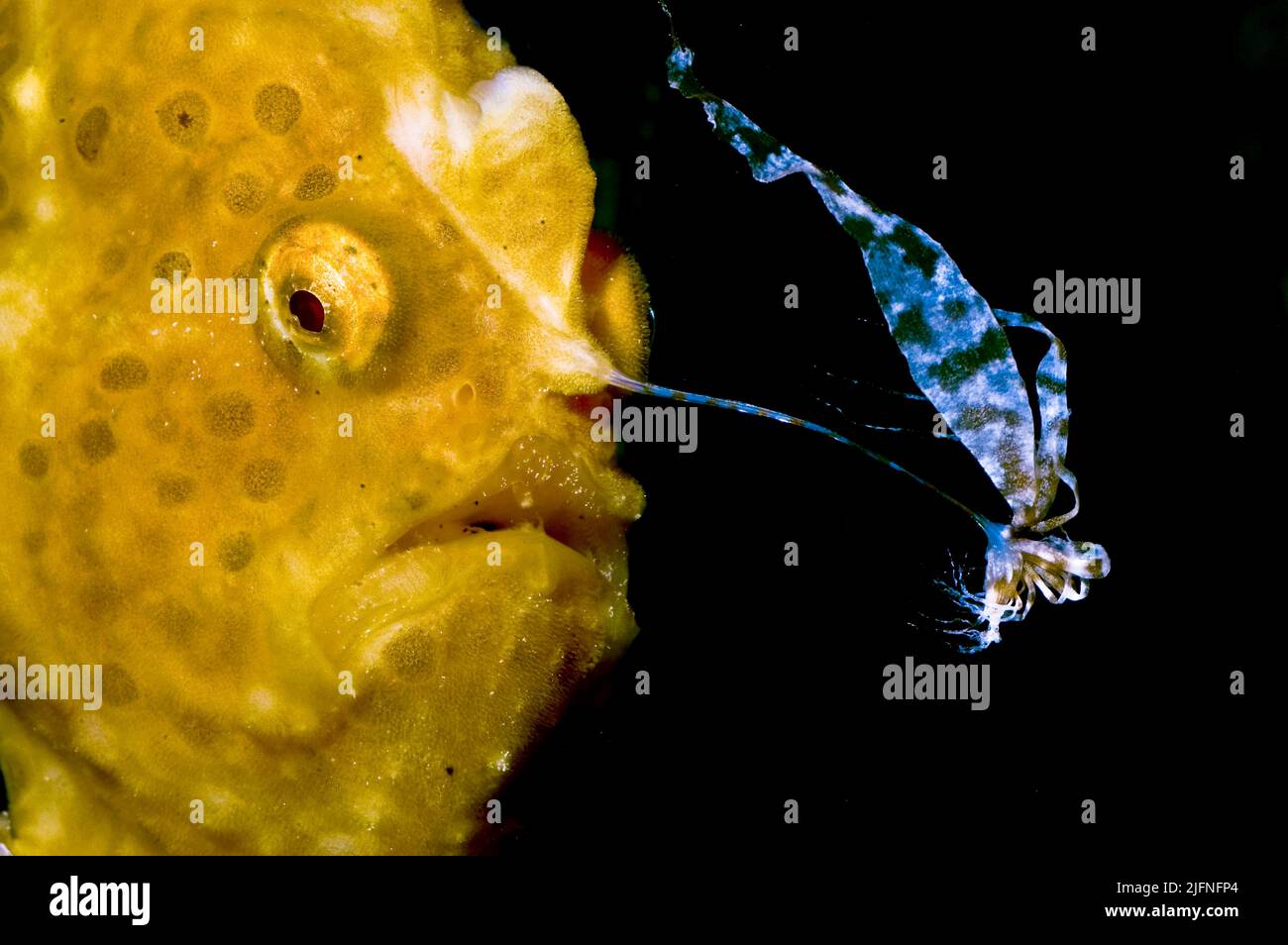 A Frogfish (Antennarius sp.) is fishing with its illicium. When a prey ...