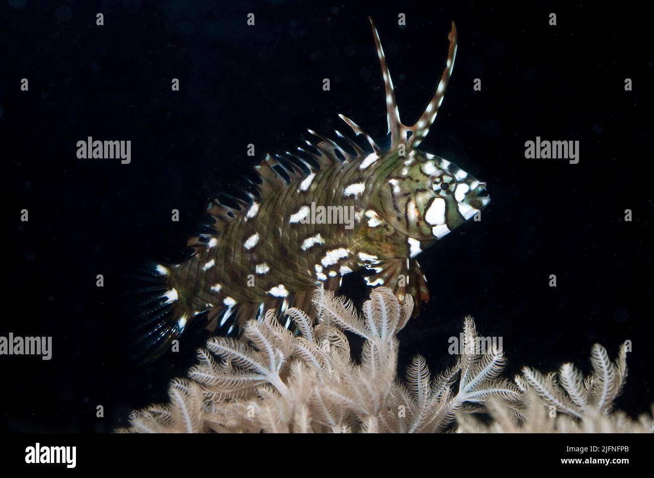 Rockmover Wrasse, Novaculichthys taeniourus Stock Photo - Alamy