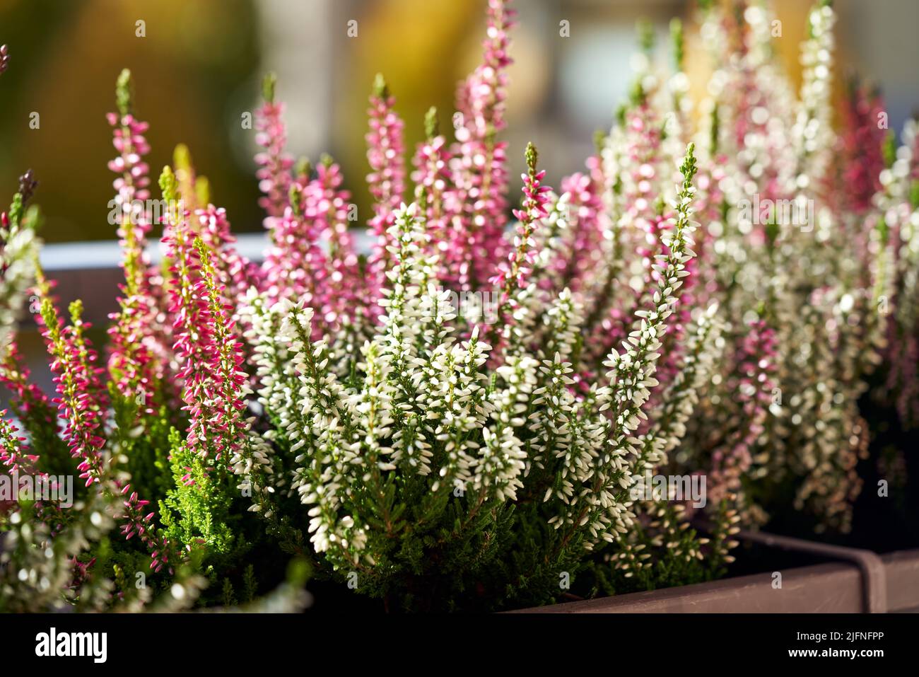 Fresh blooming heather plant growing outdoors Stock Photo - Alamy