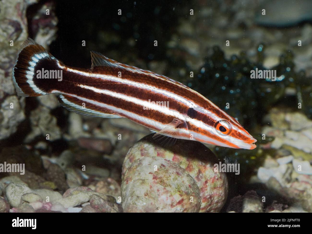 Osteichthyes sp hi-res stock photography and images - Alamy