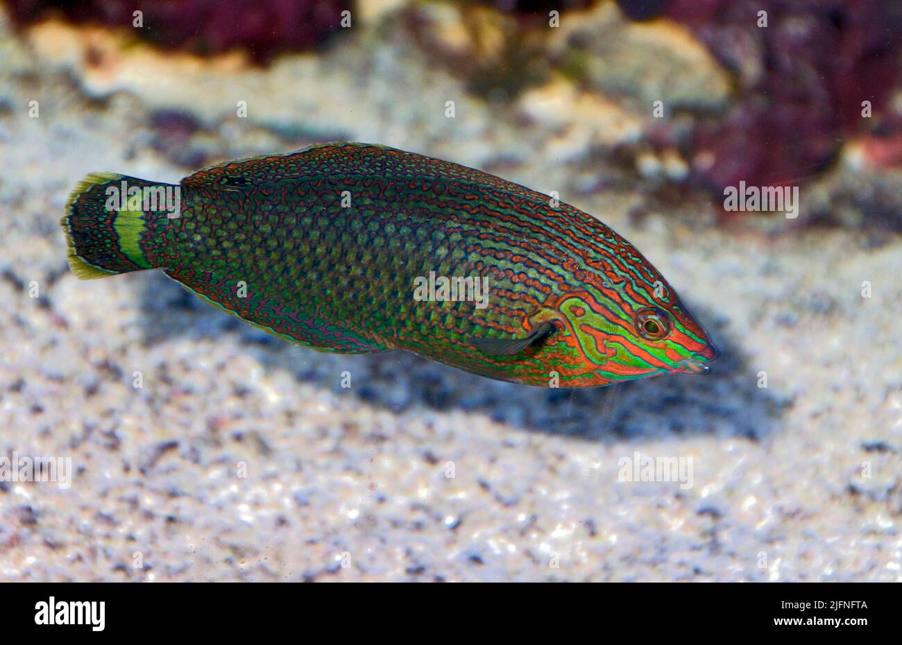 Dusky Wrasse, Halicoeres marginatus Stock Photo - Alamy