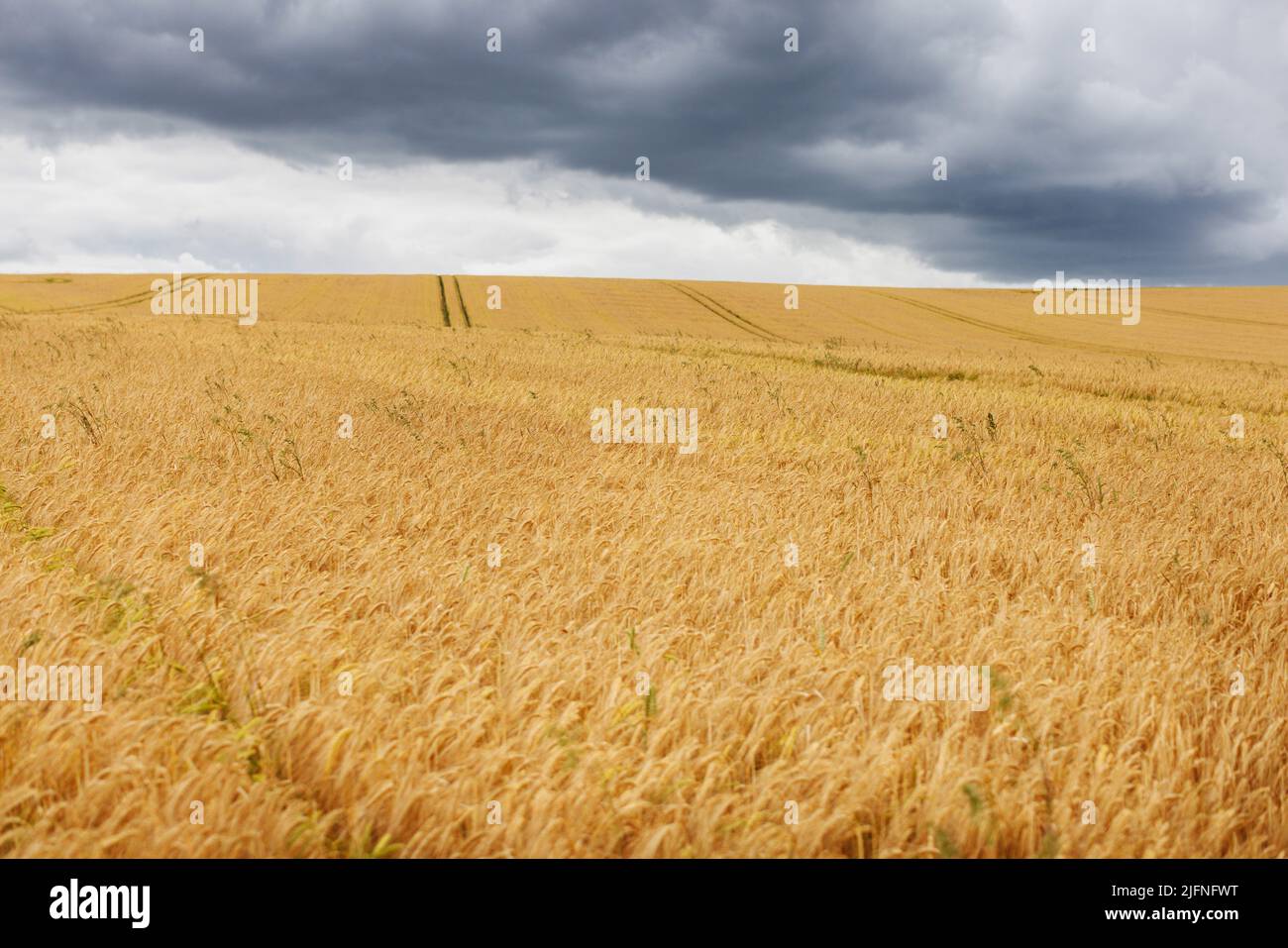 Golden yellow field hi-res stock photography and images - Alamy
