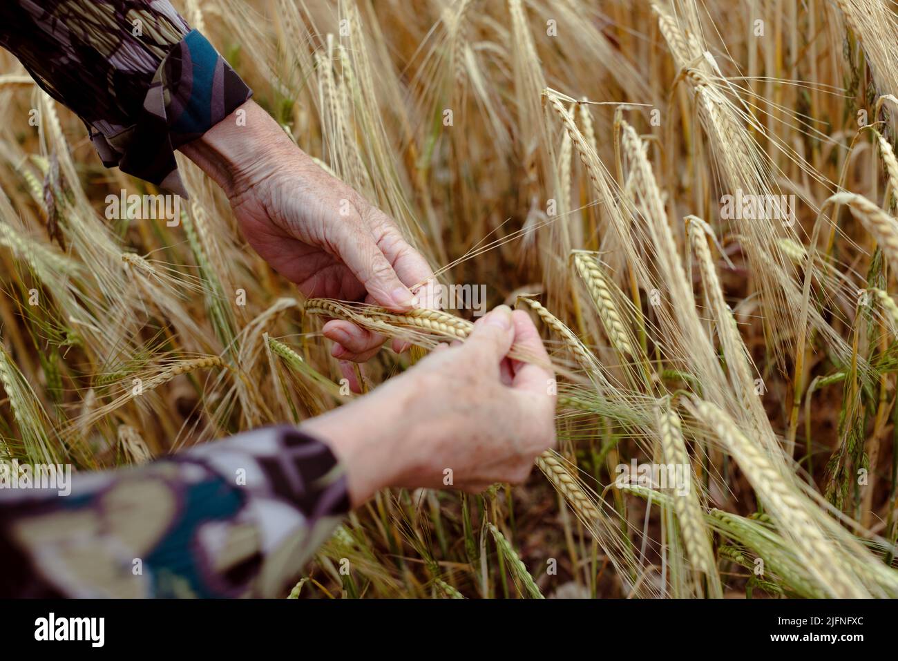 Close up image of hands demonstrating what ears of Barley look like in ...