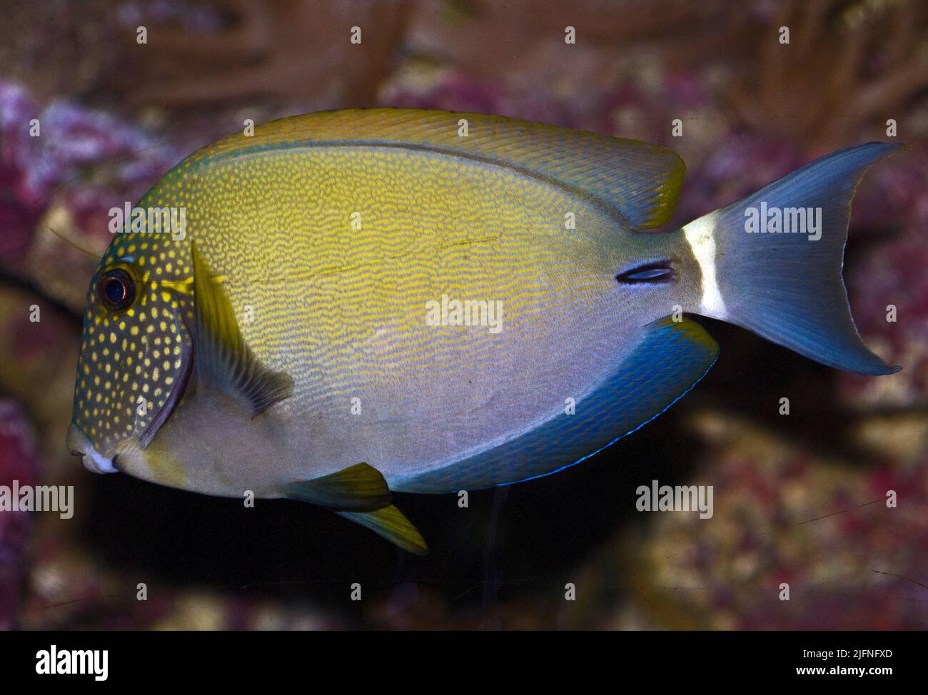 Acanthurus Maculiceps
