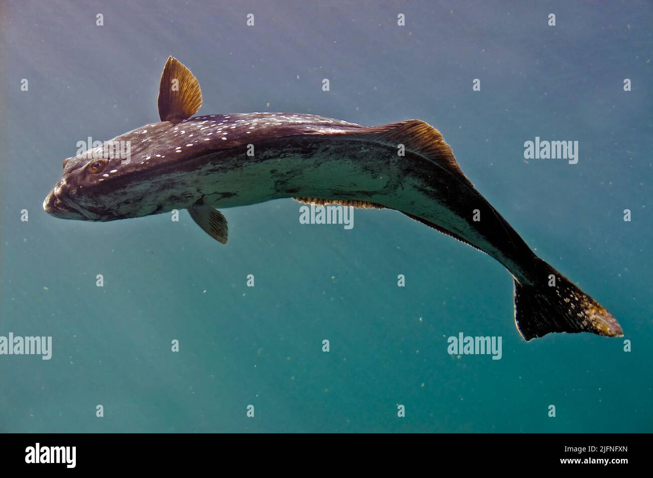 A 120 kg big Halibut (Hippoglossus hippoglossus Stock Photo - Alamy