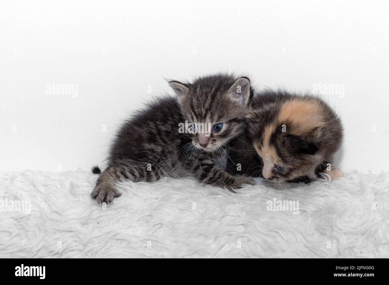 Two cute little kitten sits on a soft blanket. Two beautiful cute kitten meowing and smiling ...