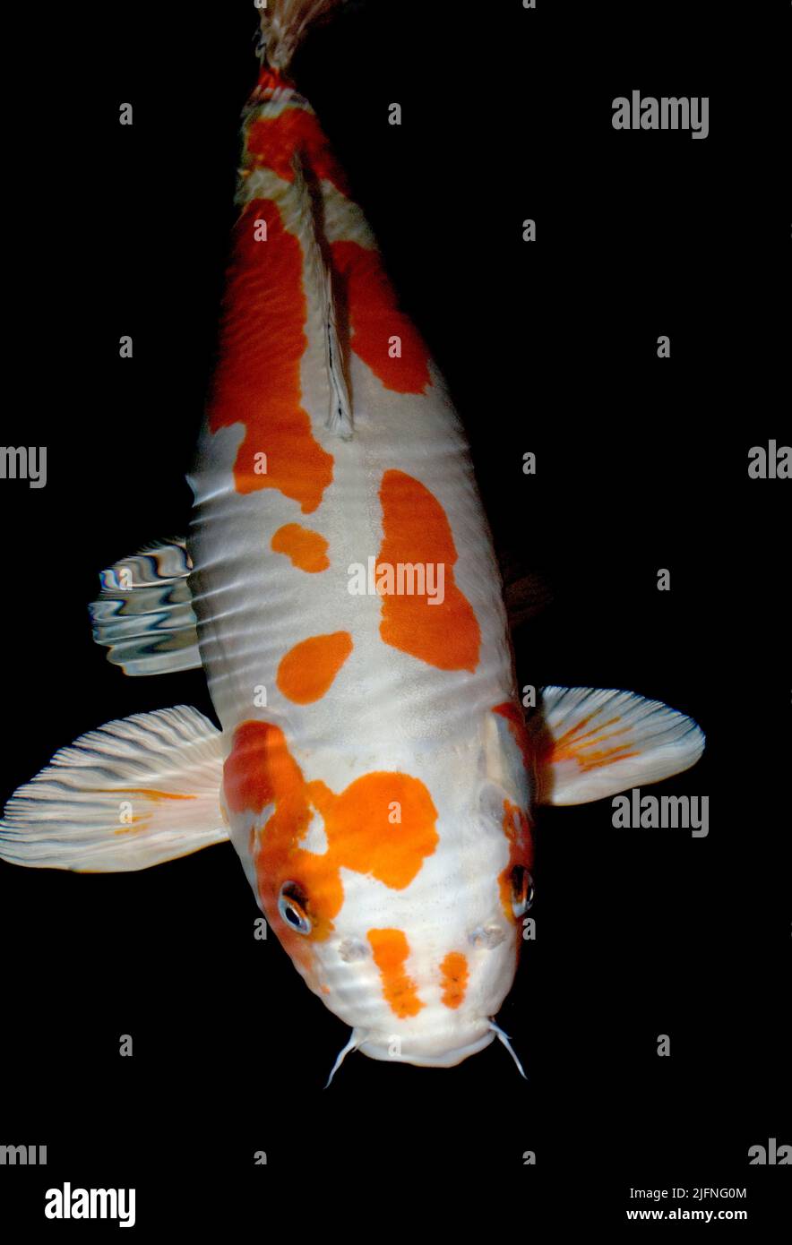 Koi or Common Carp, Cyprinus carpio Stock Photo - Alamy