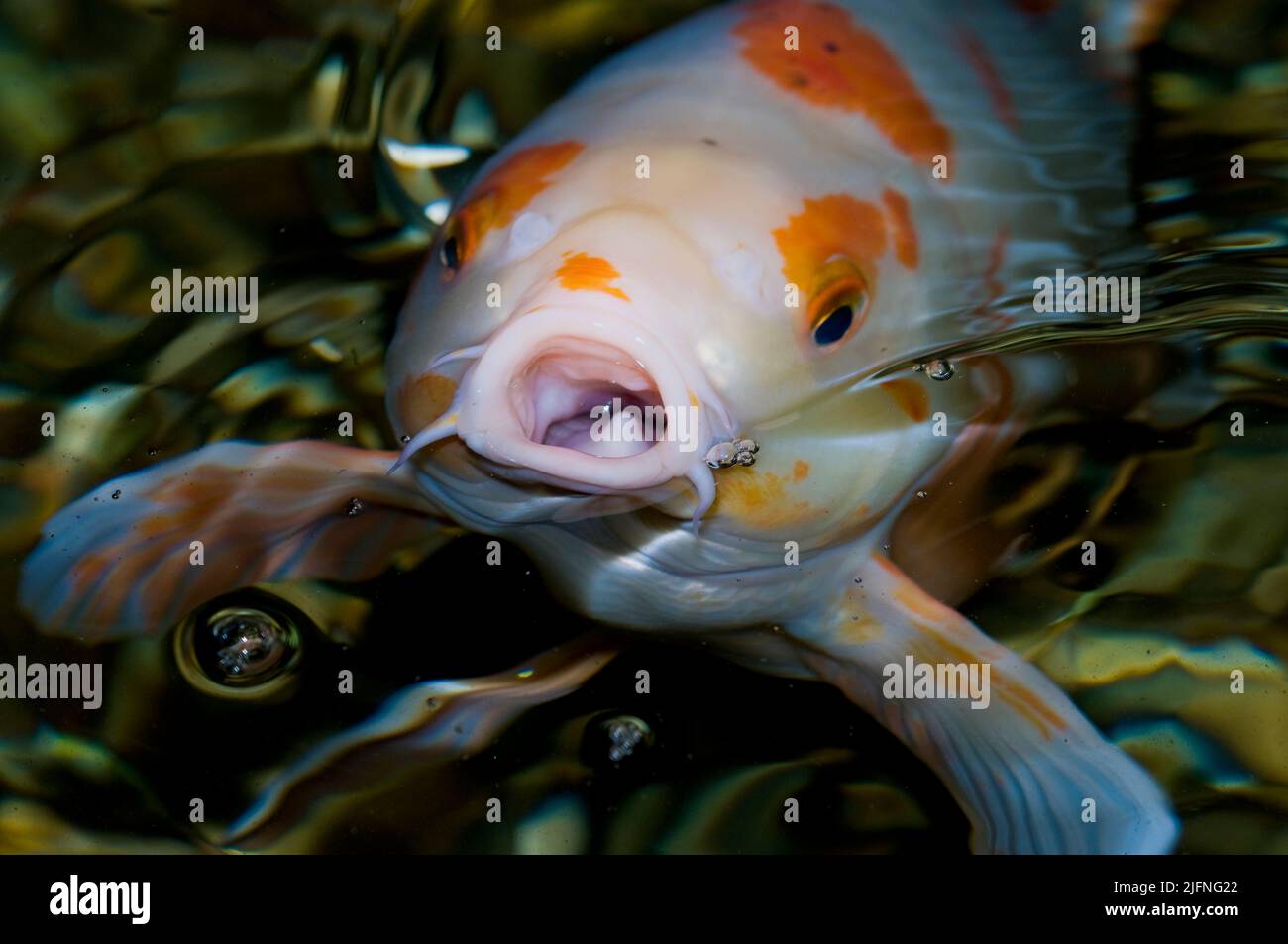 Koi or Common Carp, Cyprinus carpio Stock Photo - Alamy