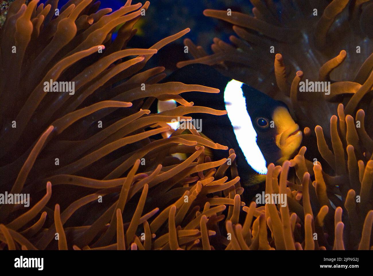 Symbioseanemoner hi-res stock photography and images - Alamy
