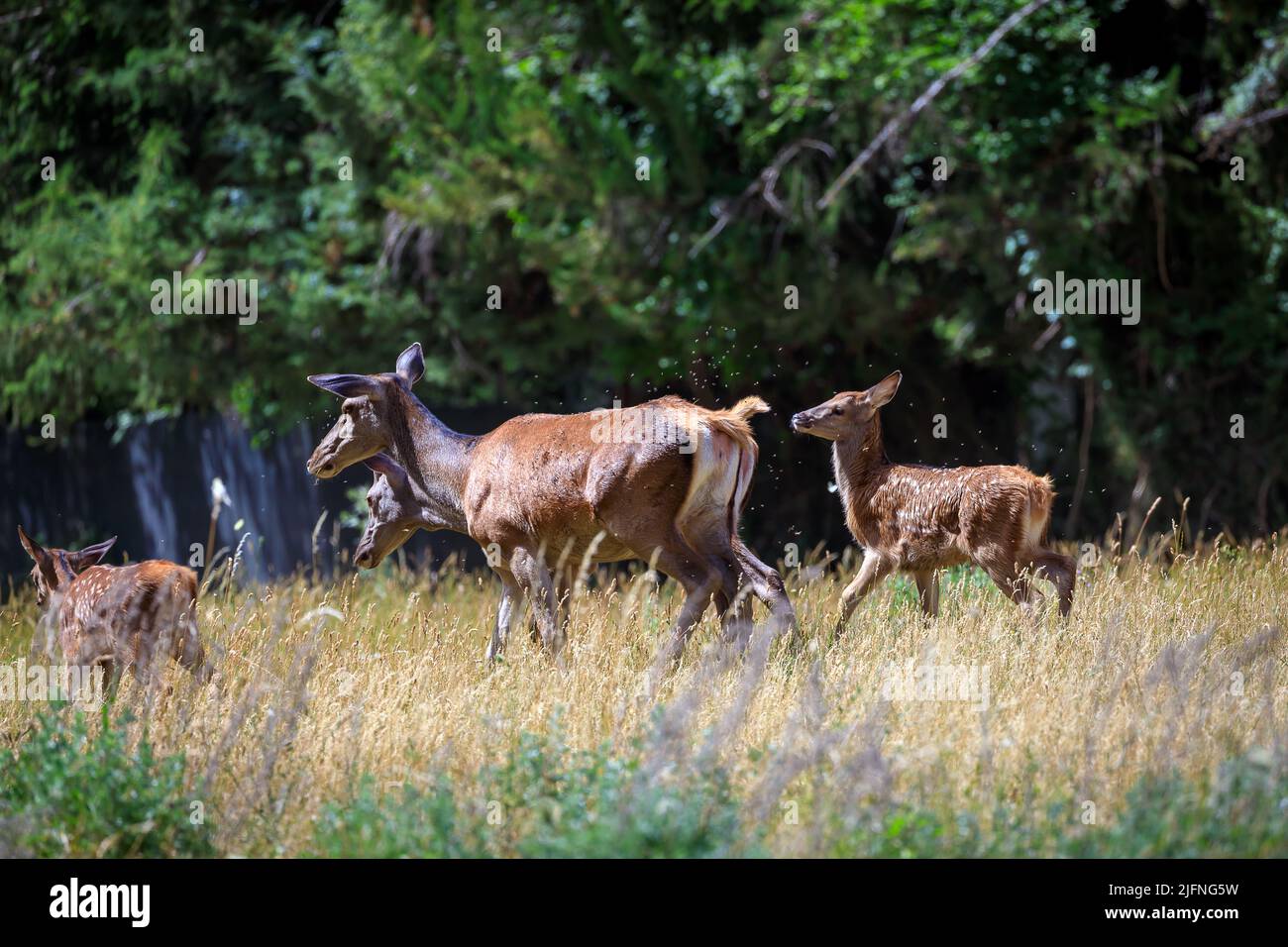 Group of doe with cubs in the forest. These animals graze the grass in ...