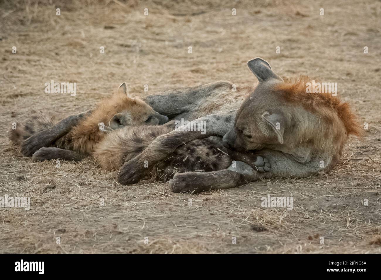 A closeup of a spotted hyena with cubs lying on the ground in South ...