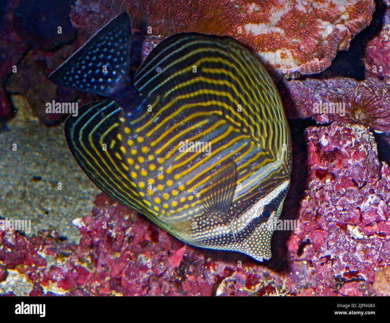 Indian Ocean Sailfin Tang, Zebrasoma desjardinii Stock Photo - Alamy