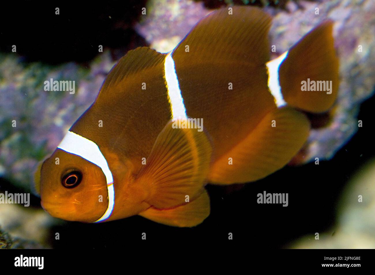 Maroon Clownfish, Premnas biaculeatus Stock Photo - Alamy