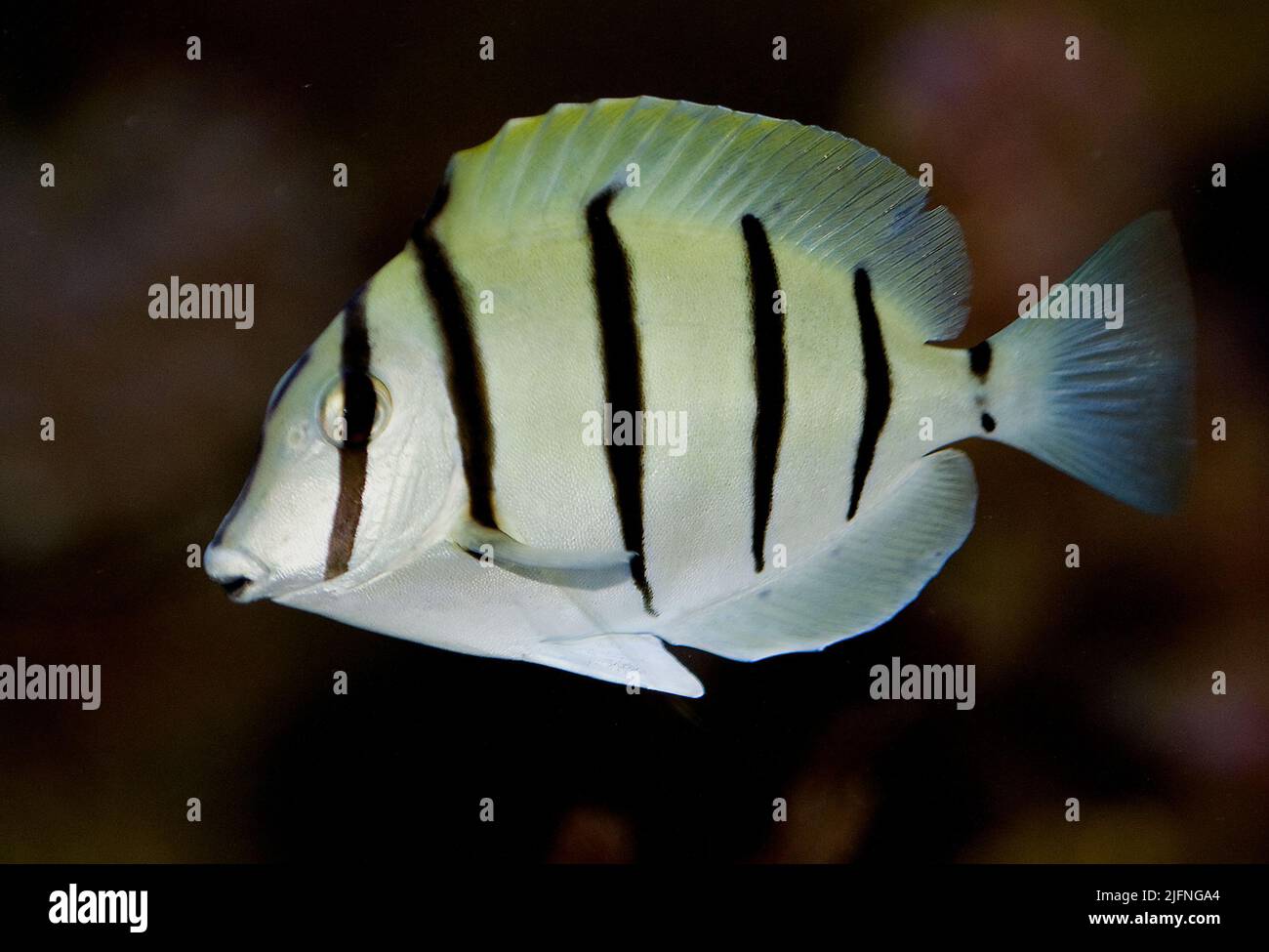 The Manini or Convict Surgeonfish, Acanthurus triostegus Stock Photo ...