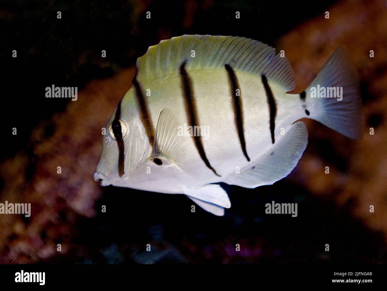 The Manini or Convict Surgeonfish, Acanthurus triostegus Stock Photo ...