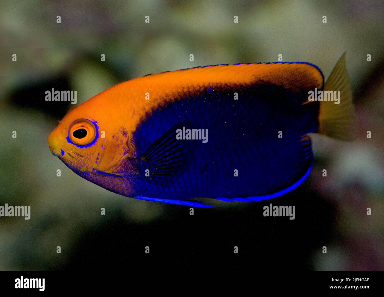 Acanthops hi-res stock photography and images - Alamy