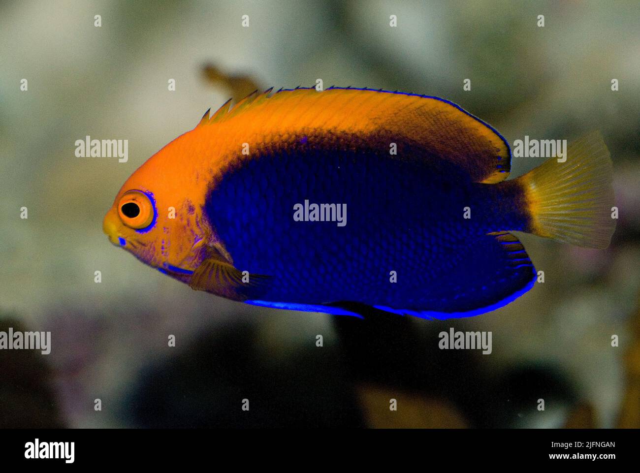 African pygmy angelfish, Centropyge acanthops Stock Photo - Alamy
