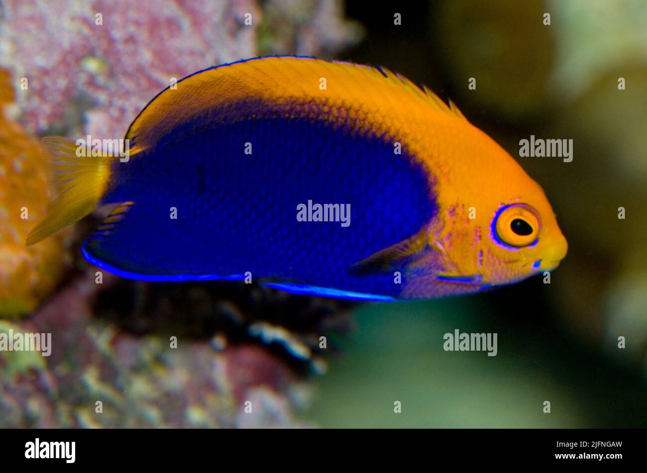 African pygmy angelfish, Centropyge acanthops Stock Photo - Alamy