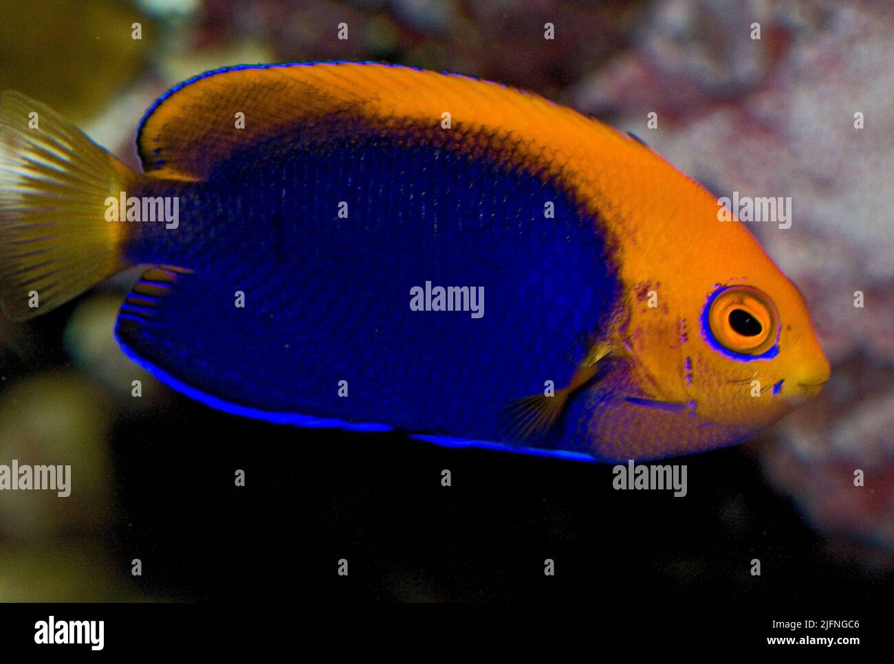 African pygmy angelfish, Centropyge acanthops Stock Photo - Alamy