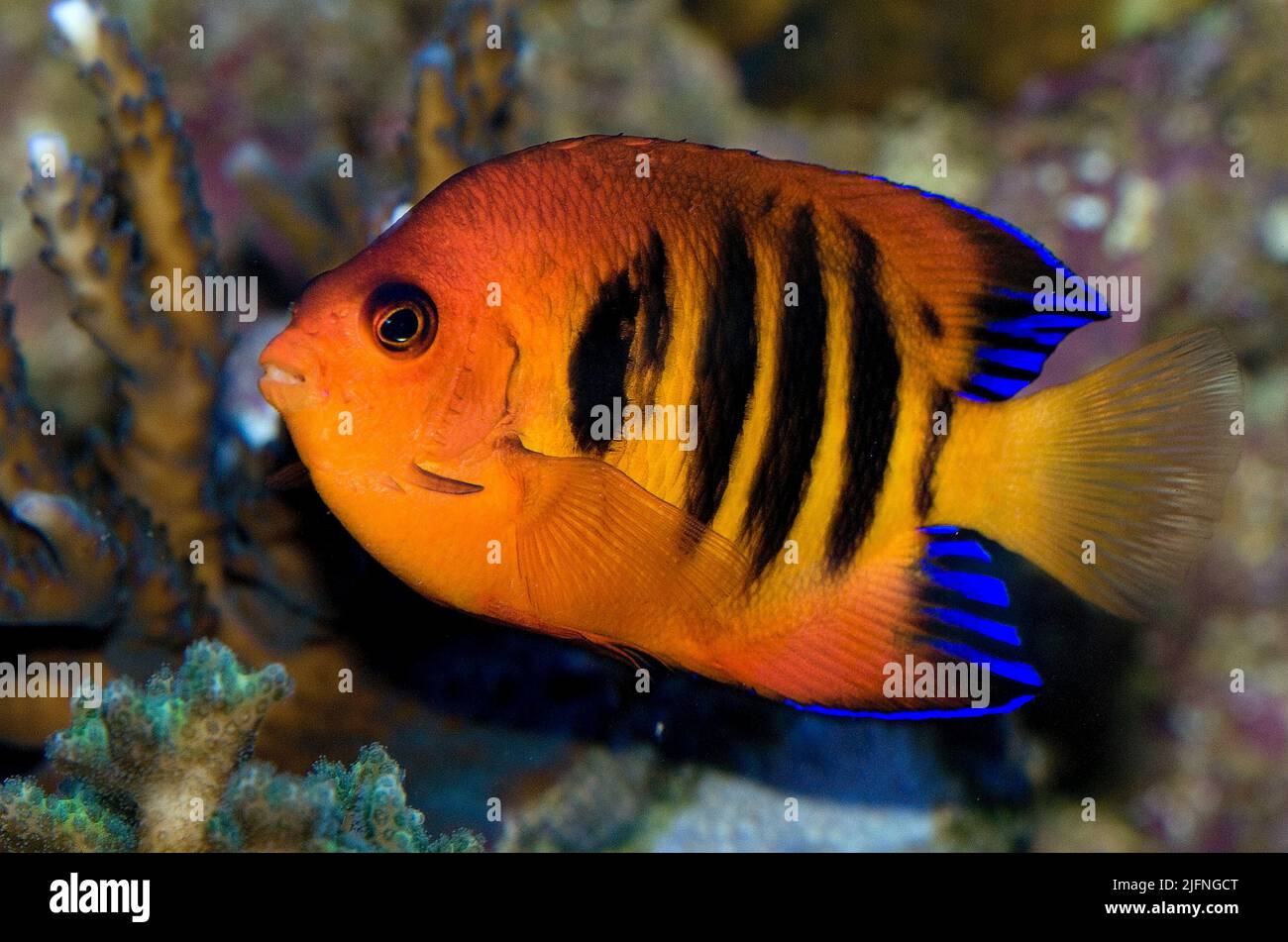 Flame Angel, Centropyge loriculus Stock Photo - Alamy