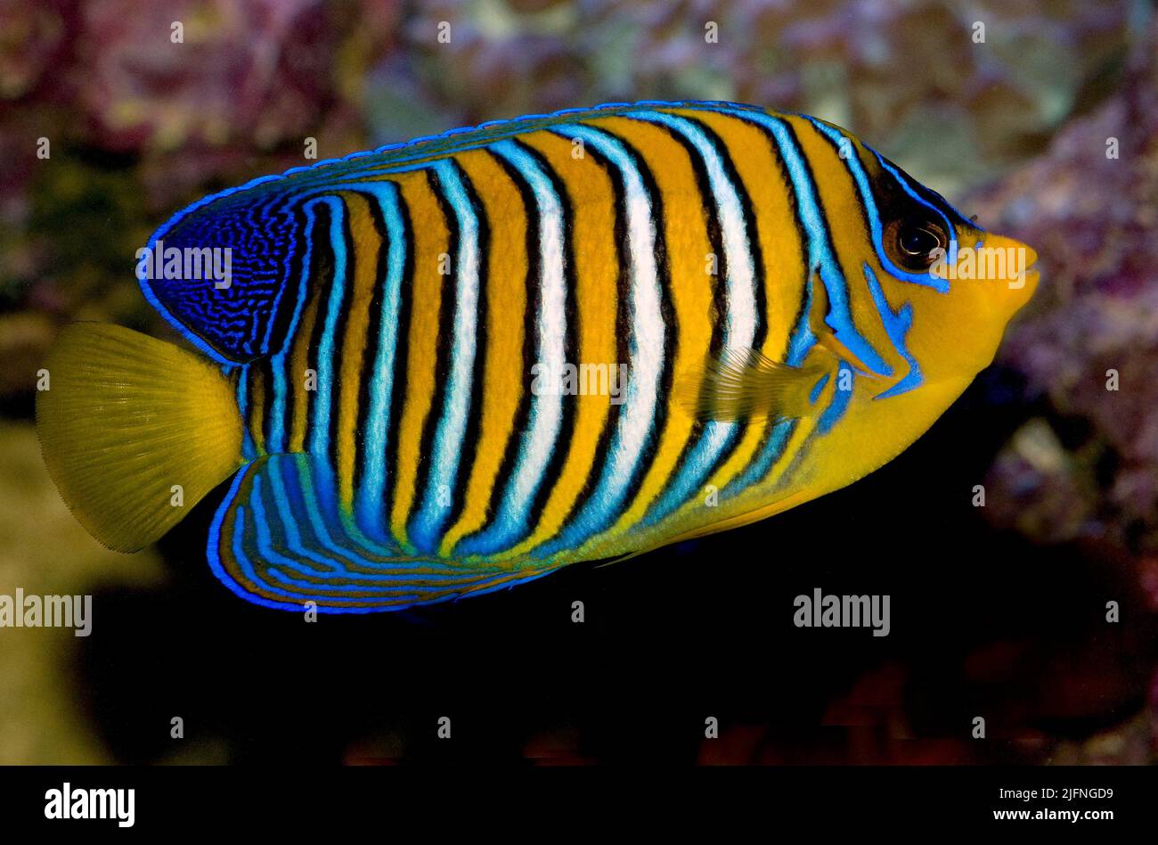 Regal Angelfish, Pygoplites diacanthus Stock Photo - Alamy