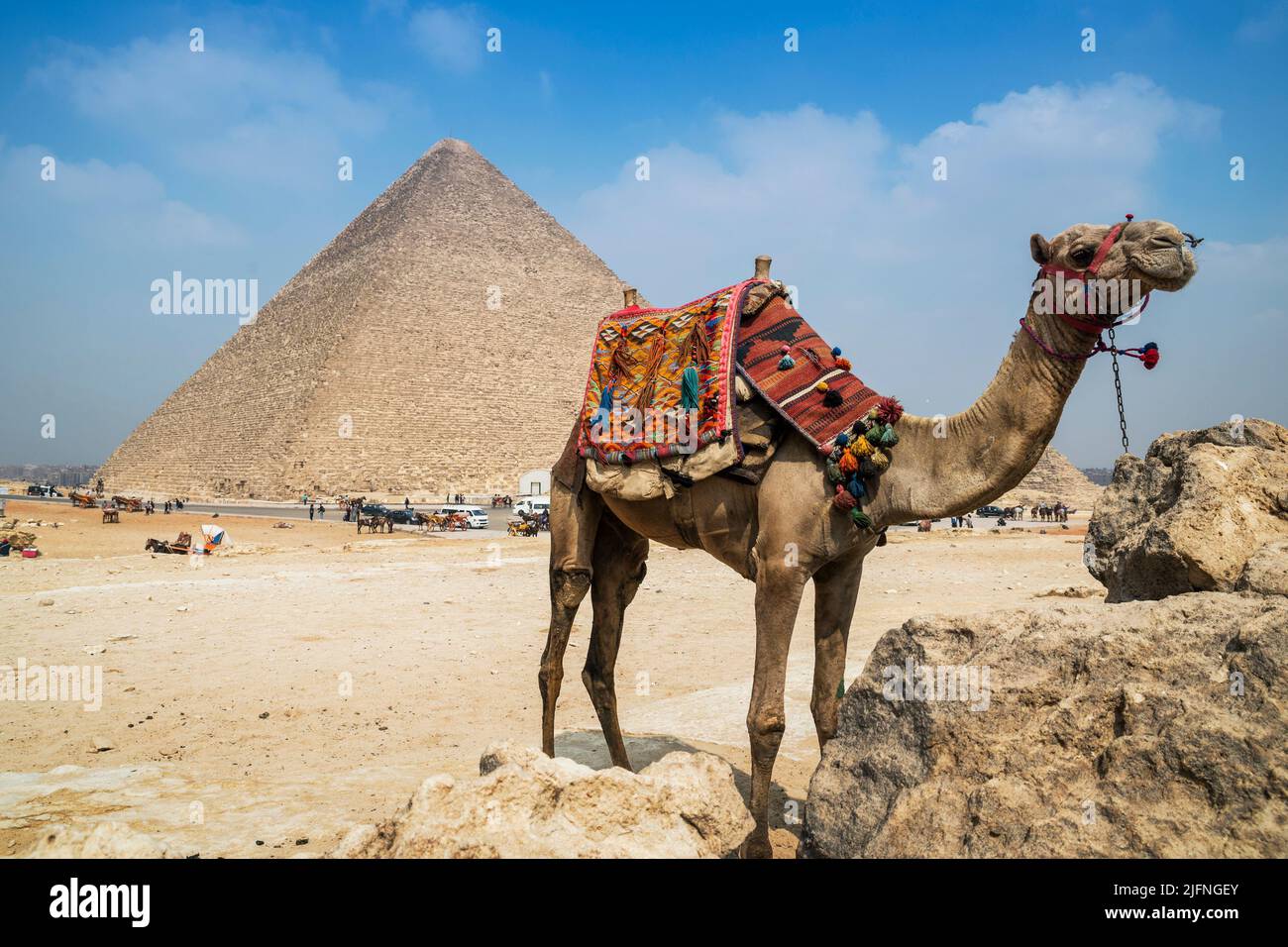 Camel near the great pyramid at Giza great pyramid, Giza, Cairo, Egypt Stock Photo - Alamy