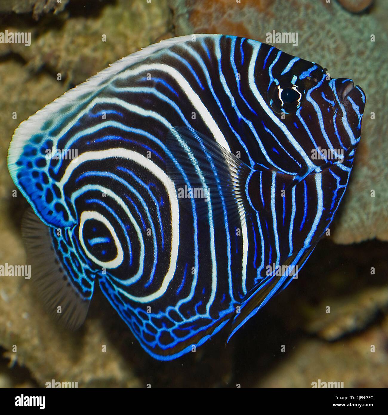 Emperor Angelfish, Pomacanthus imperator. Juvenile Stock Photo - Alamy