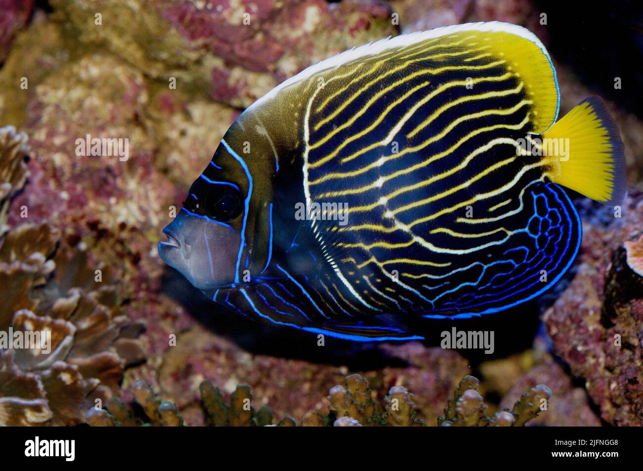 Emperor Angelfish, Pomacanthus imperator. Subadult specimen about to ...