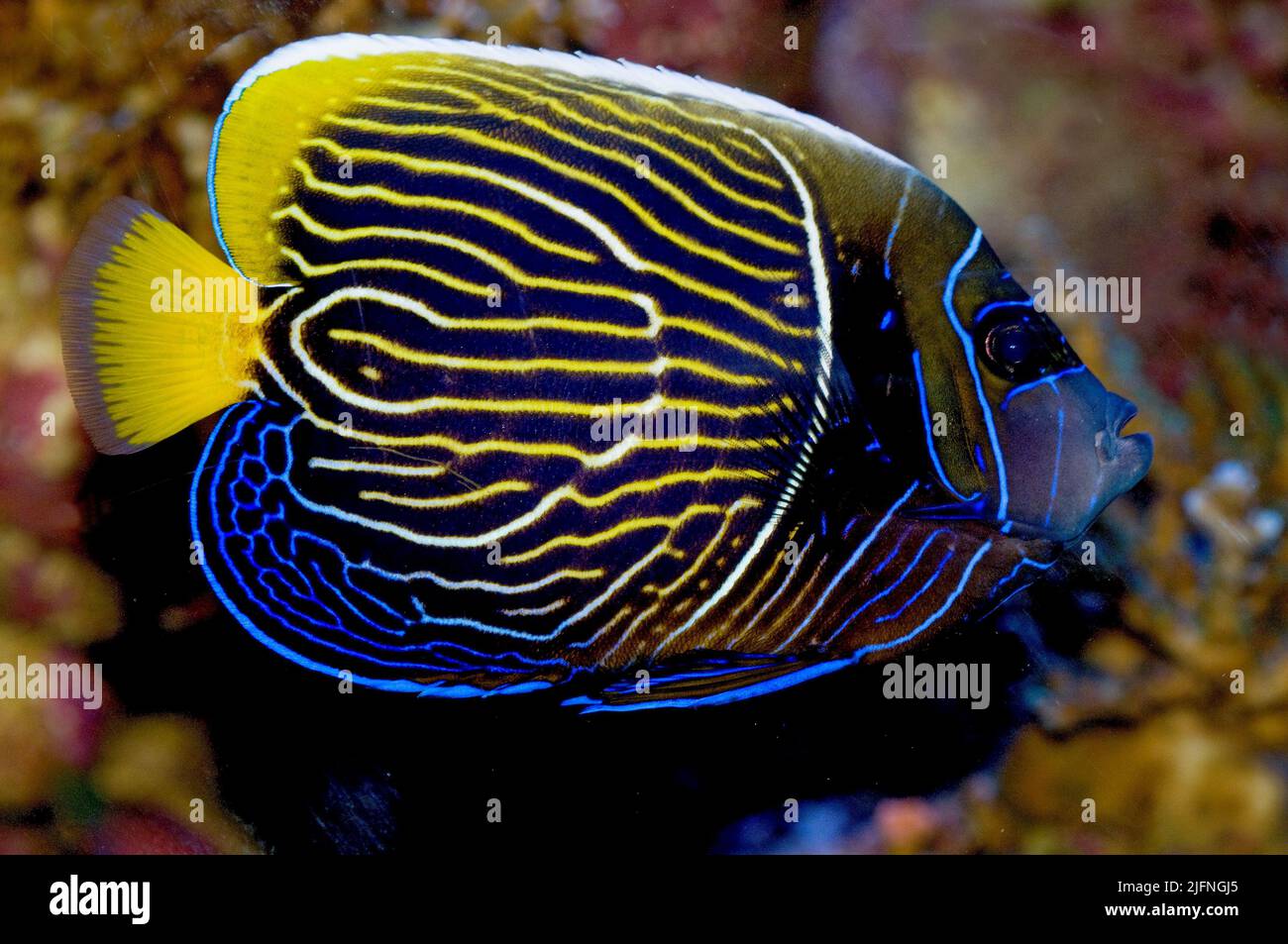 Emperor Angelfish Changing