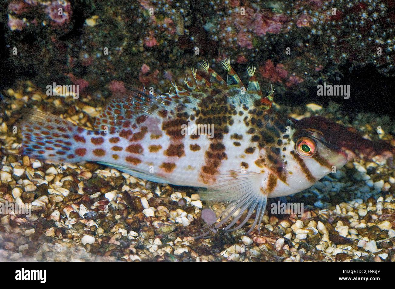 Falkefisk hi-res stock photography and images - Alamy