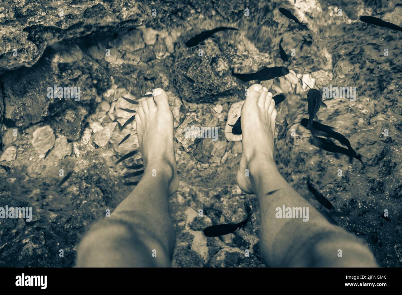 Old black and white picture of Fish spa pedicure fish bite feet in the ...