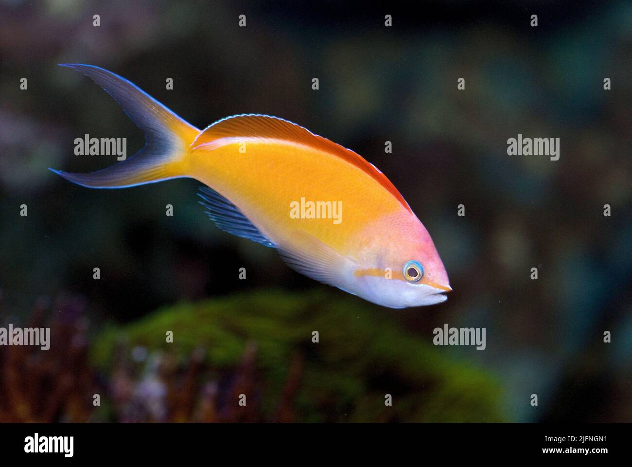 Dispar anthias hi-res stock photography and images - Alamy