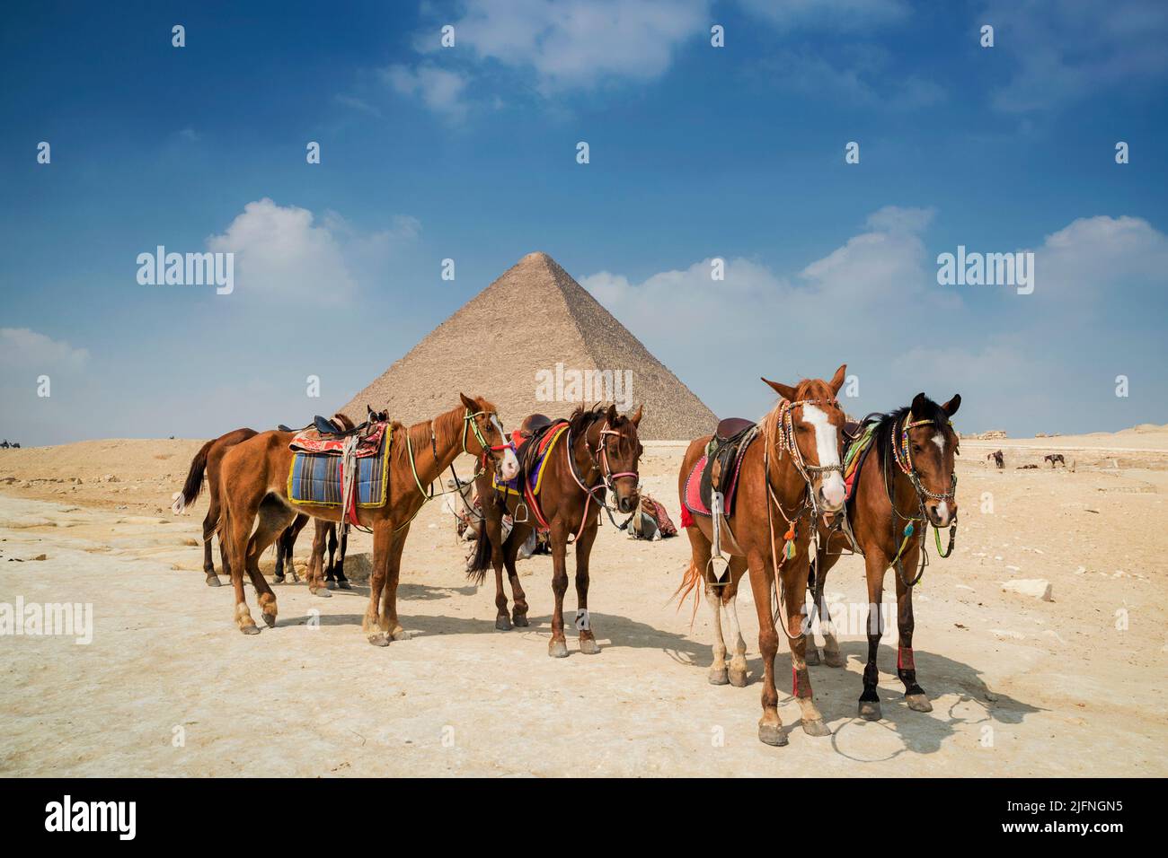 Horse tours around Giza pyramid complex, Giza, Cairo, Egypt Stock Photo ...