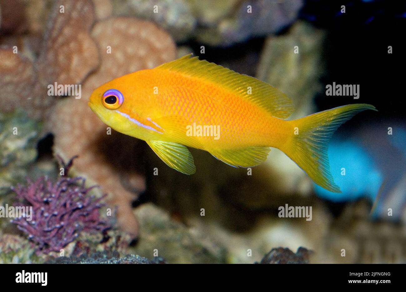 Wreckfish hi-res stock photography and images - Alamy