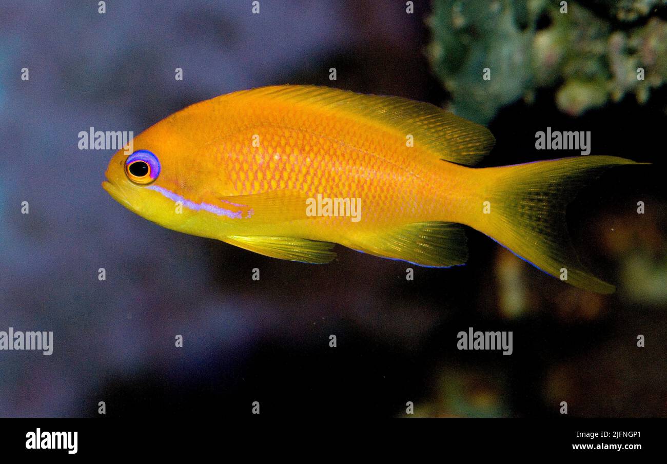 Wreckfish hi-res stock photography and images - Alamy