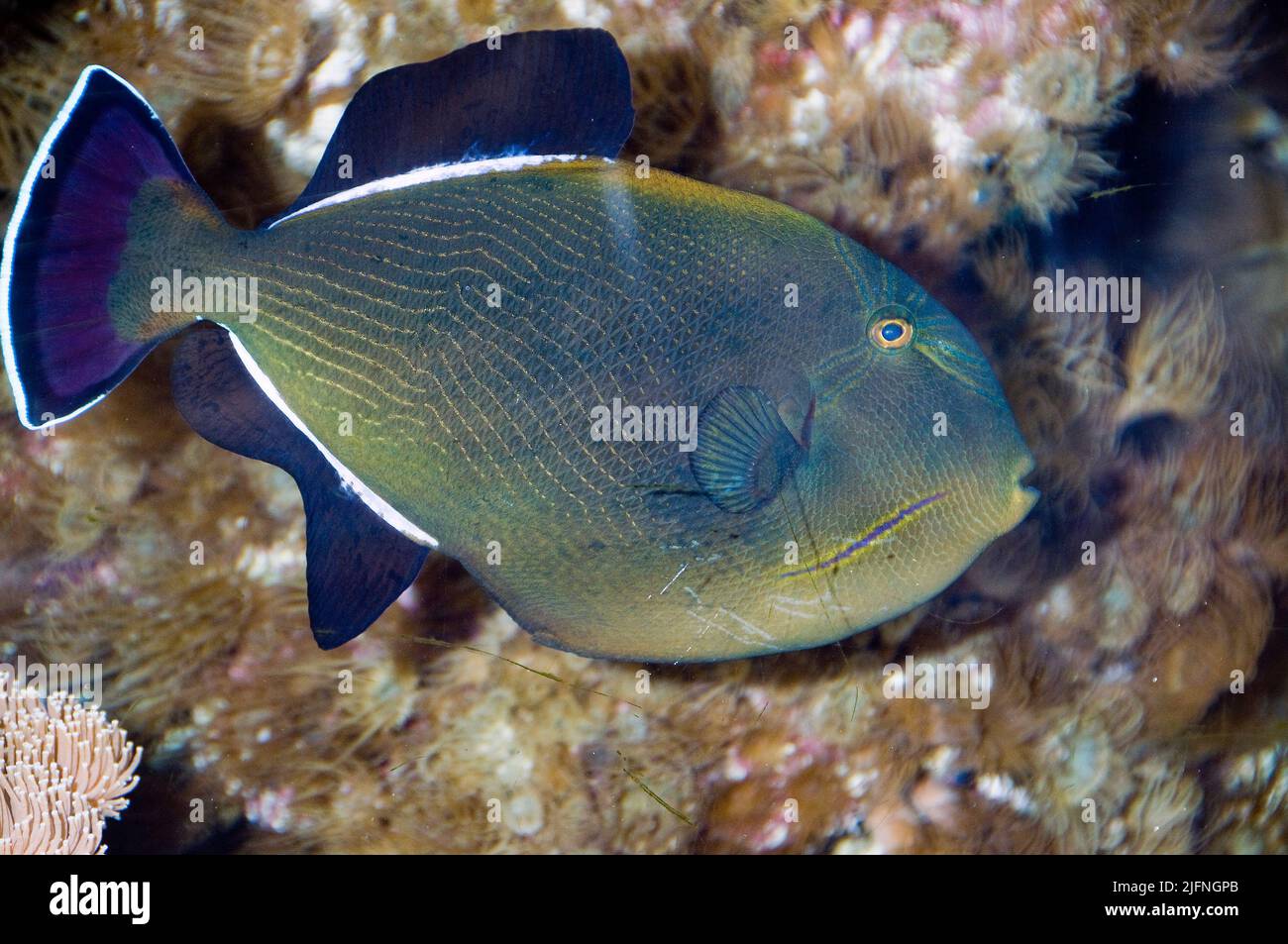 Indian Triggerfish, Merlichthys indicus Stock Photo - Alamy