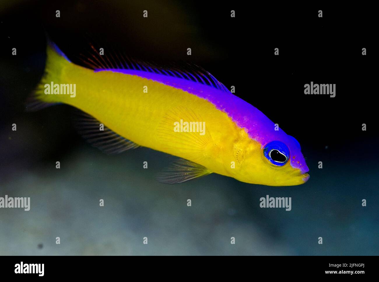 Diadem Dottyback, Pseudochromis diadema Stock Photo - Alamy