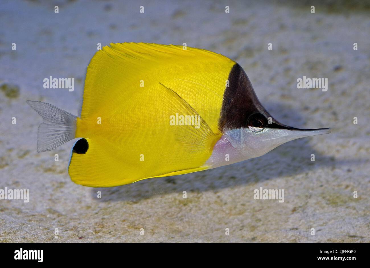 Yellow Longnose Butterflyfish, Forcipiger flavissimus Stock Photo - Alamy