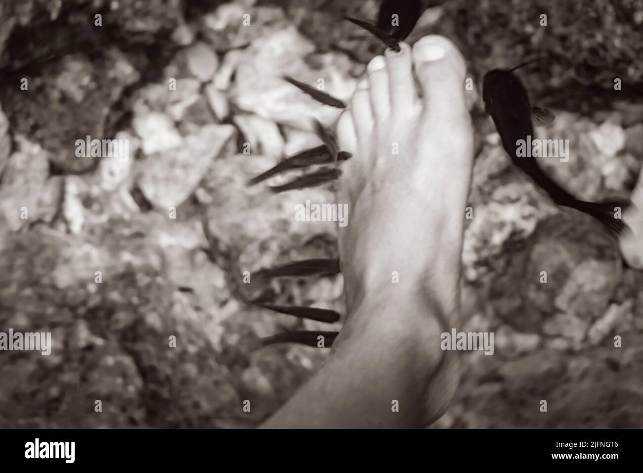 Old black and white picture of Fish spa pedicure fish bite feet in the ...