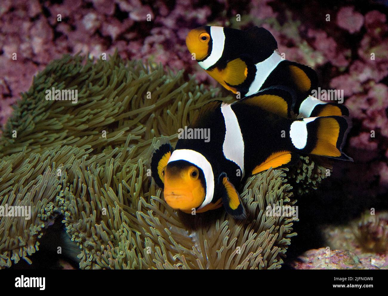 Breeding pair of Percula clownfish, Amphiprion percula Stock Photo - Alamy