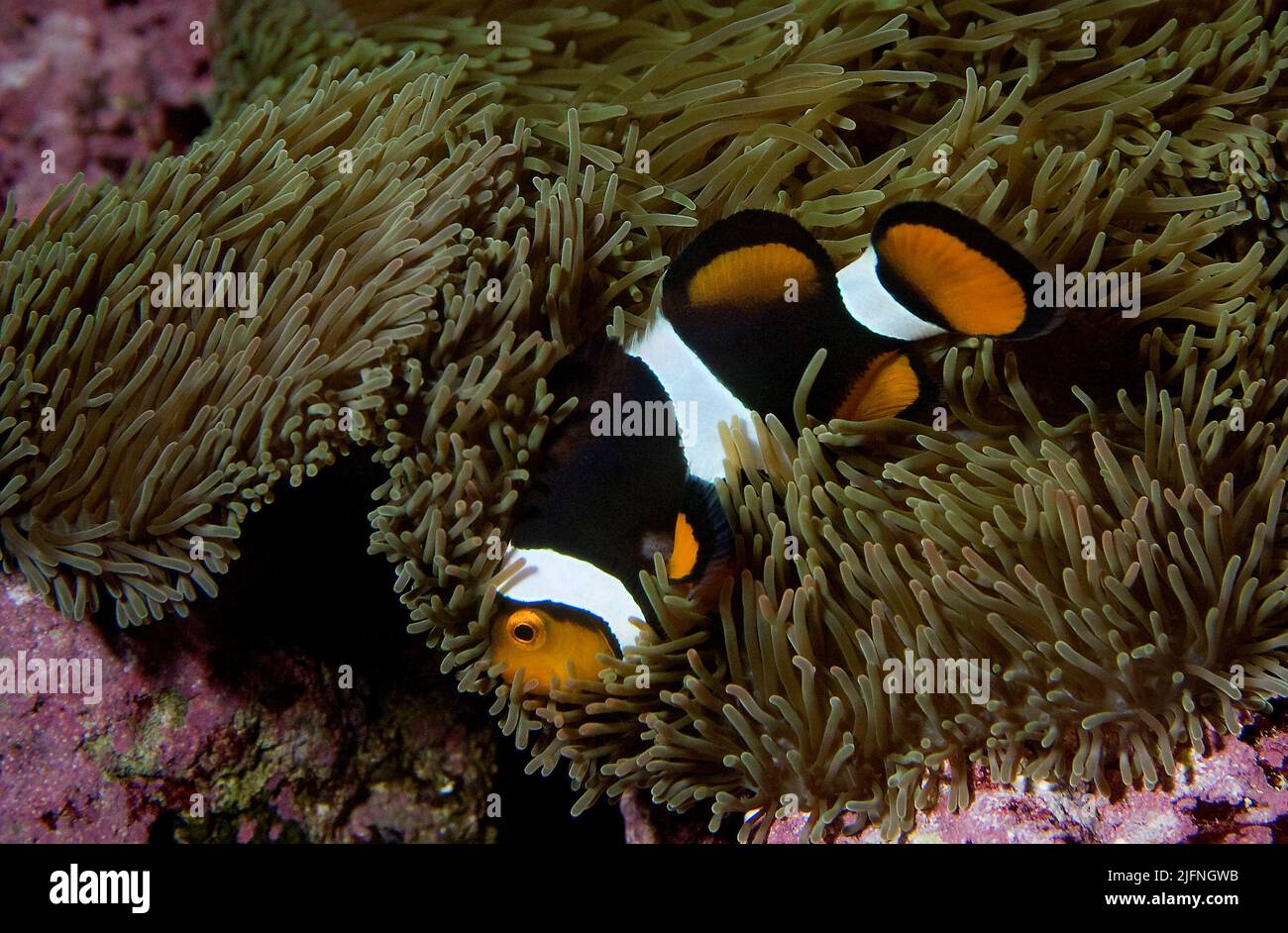 Percula clownfish, Amphiprion percula Stock Photo - Alamy