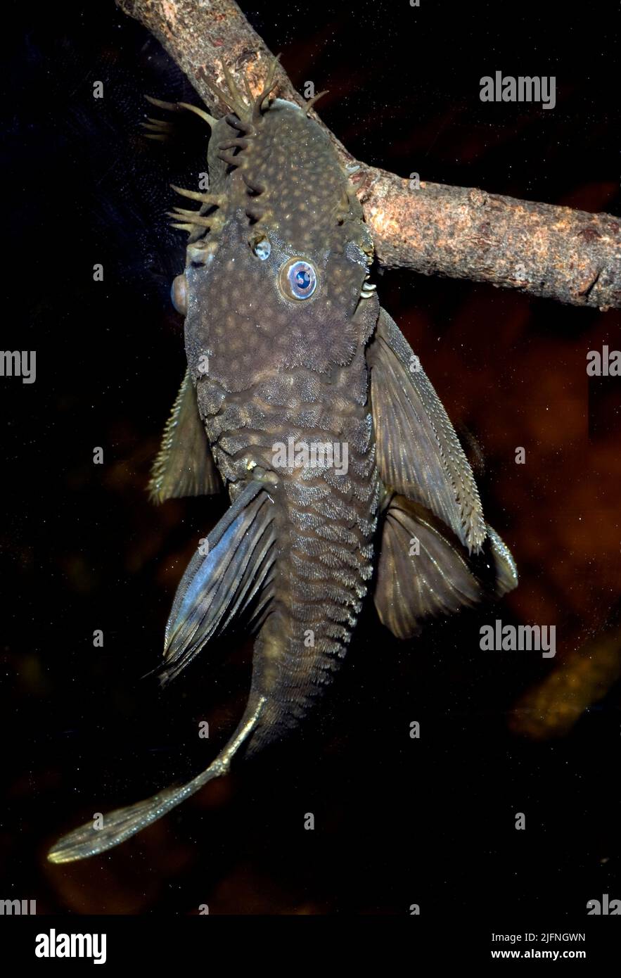 Ancistrus dolichopterus hi-res stock photography and images - Alamy