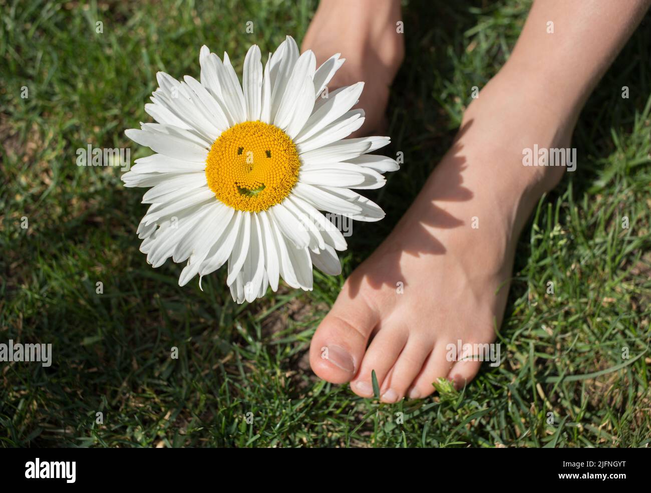 Chamomile flower with a smile, barefoot children's feet on the grass ...